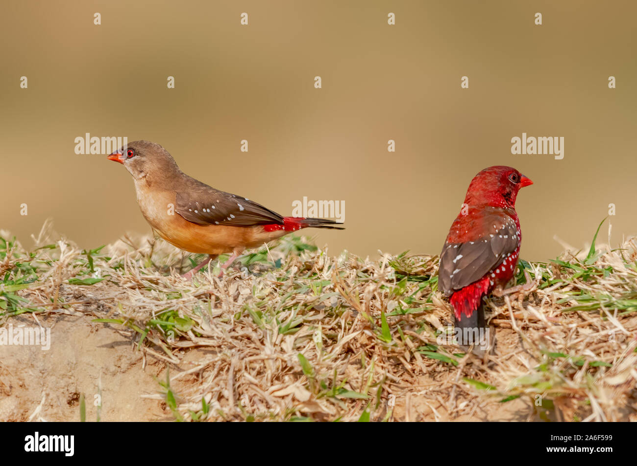 Couple munia hi-res stock photography and images - Alamy