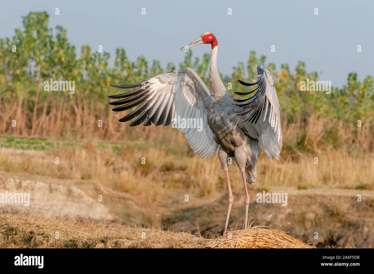 Bird fluttering hi-res stock photography and images - Alamy