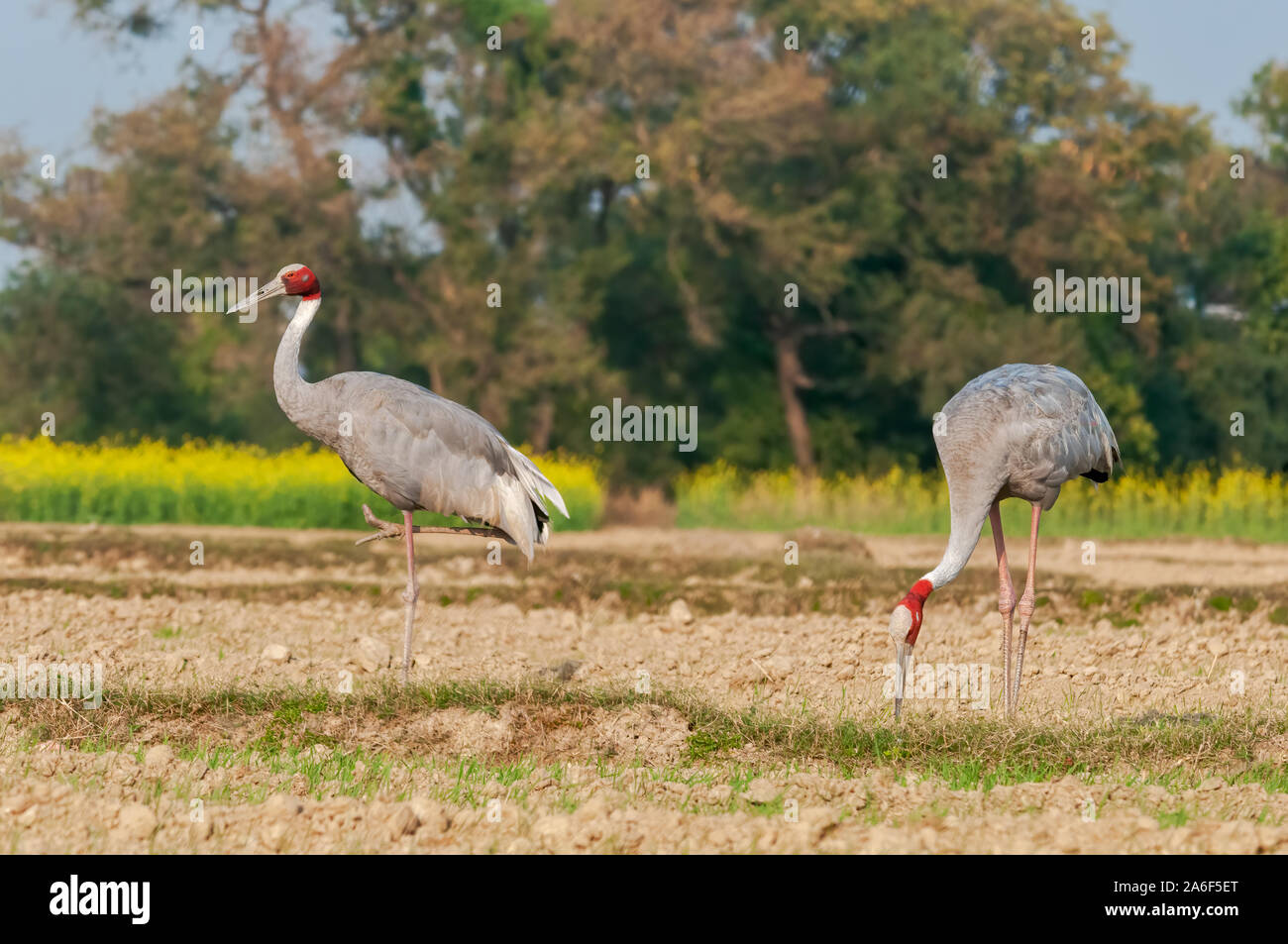 Crane pair hi-res stock photography and images - Alamy