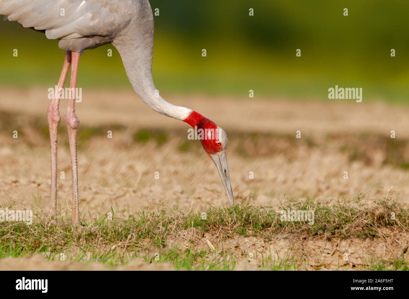Long beak crane bird hi-res stock photography and images - Alamy