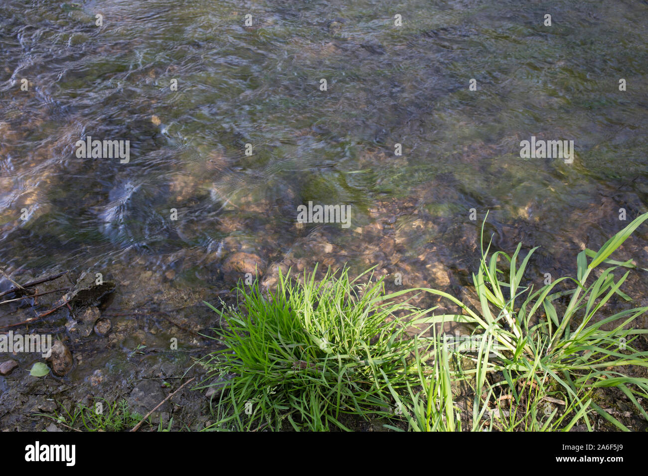 Algae patch hi-res stock photography and images - Alamy