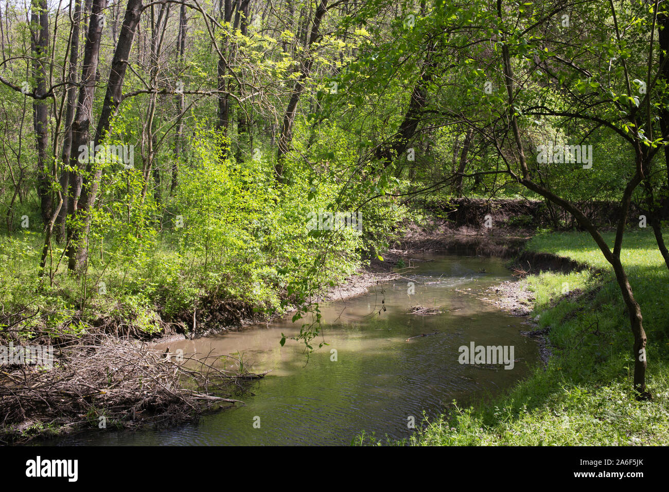 Spring in the forest. The river flows through the forest Stock Photo ...