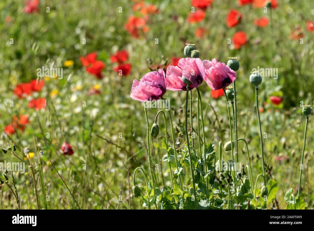 Purple poppy remembrance hi-res stock photography and images - Alamy