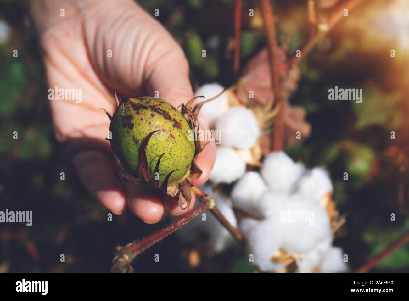 collecting cotton from field at sunset Stock Photo - Alamy