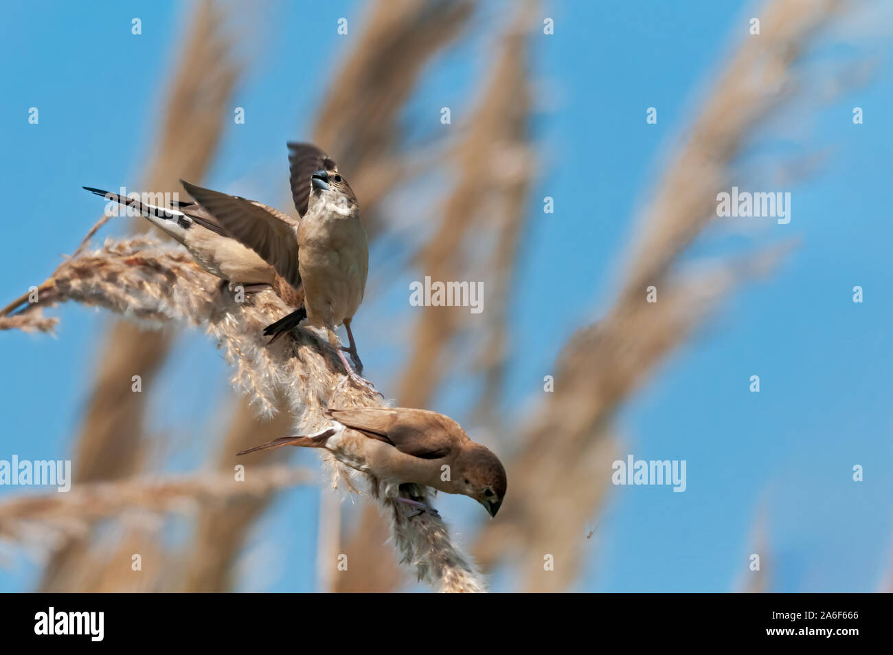 Indian Silverbill High Resolution Stock Photography and Images - Alamy