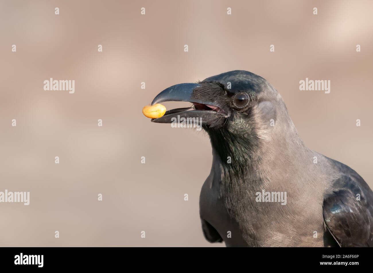 Crow eating hi-res stock photography and images - Alamy