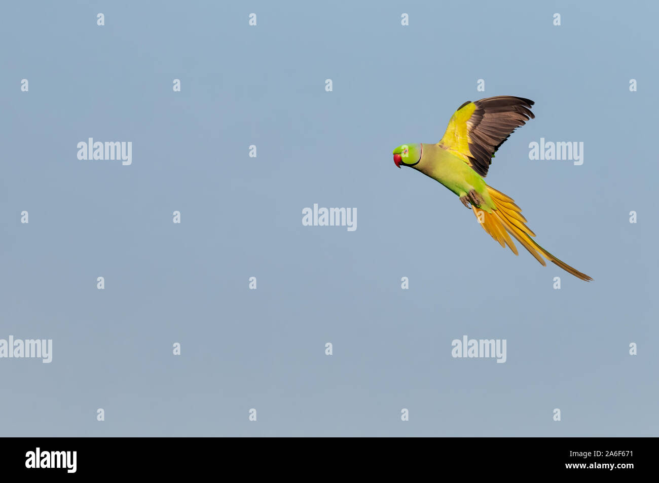 Blue Parakeet Flying