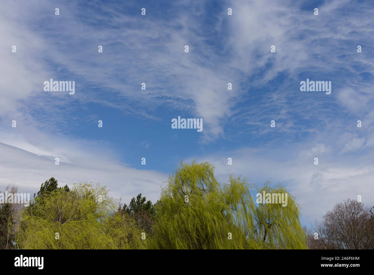 Green trees and the blue sky. Green tree top line over blue sky and ...