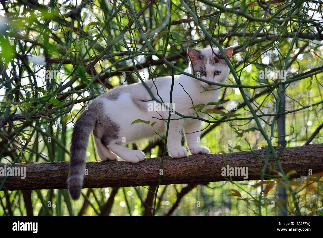 A kitten on a branch Stock Photo - Alamy