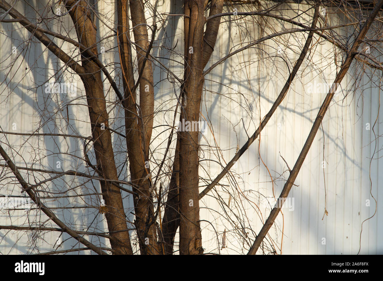 Shrub Without Trunk High Resolution Stock Photography and Images - Alamy