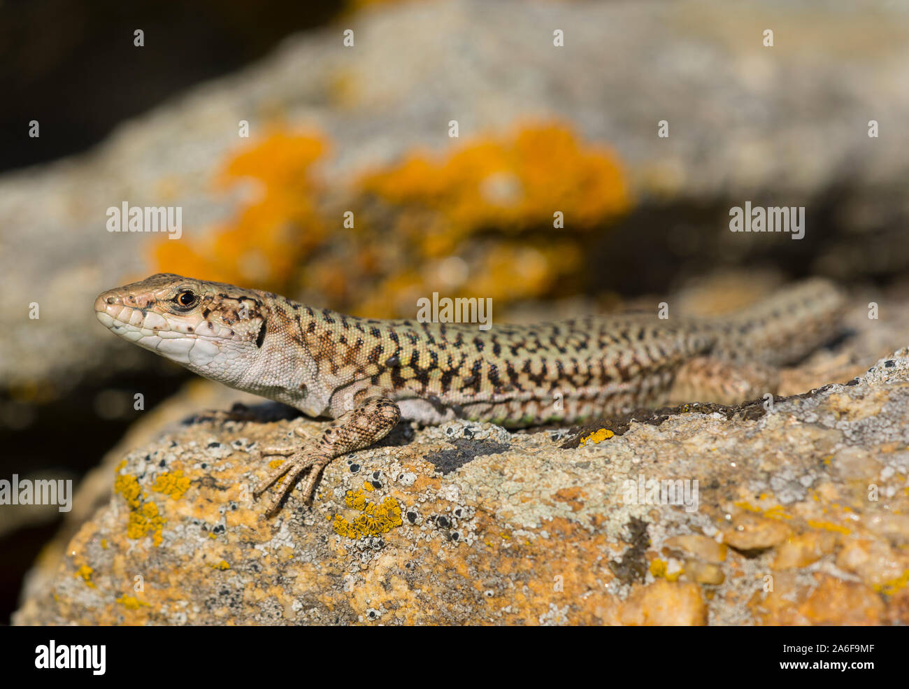 European wall lizards hi-res stock photography and images - Alamy
