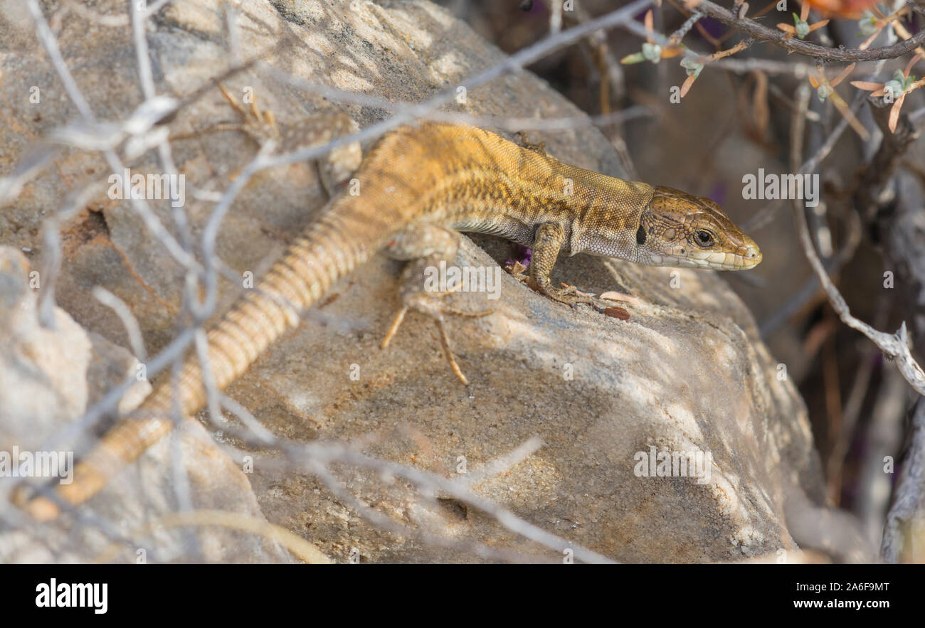 European wall lizards hi-res stock photography and images - Alamy