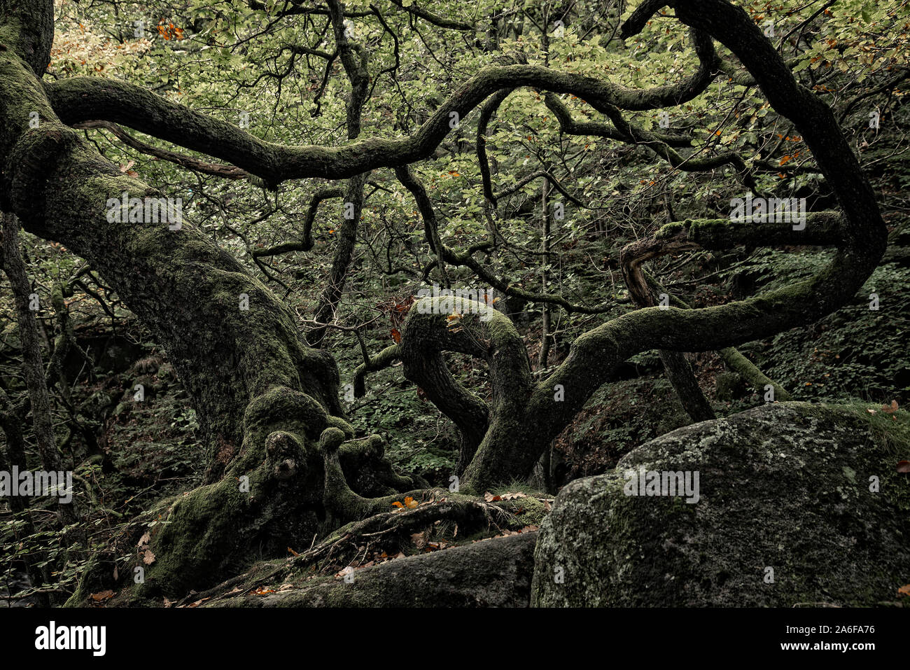 Beautiful moody dramatic haunting landscape image in forest countryside ...