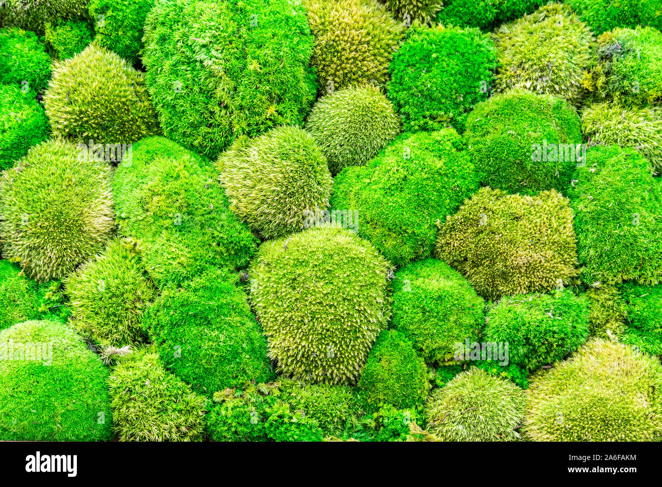 Background with natural pattern of fresh green moss Stock Photo - Alamy