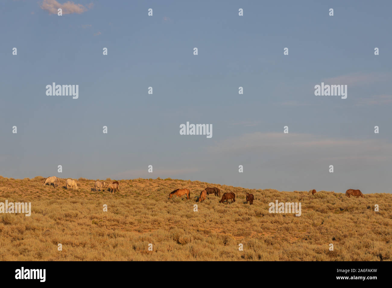 Wild horses in the Colorado High Desert Stock Photo - Alamy