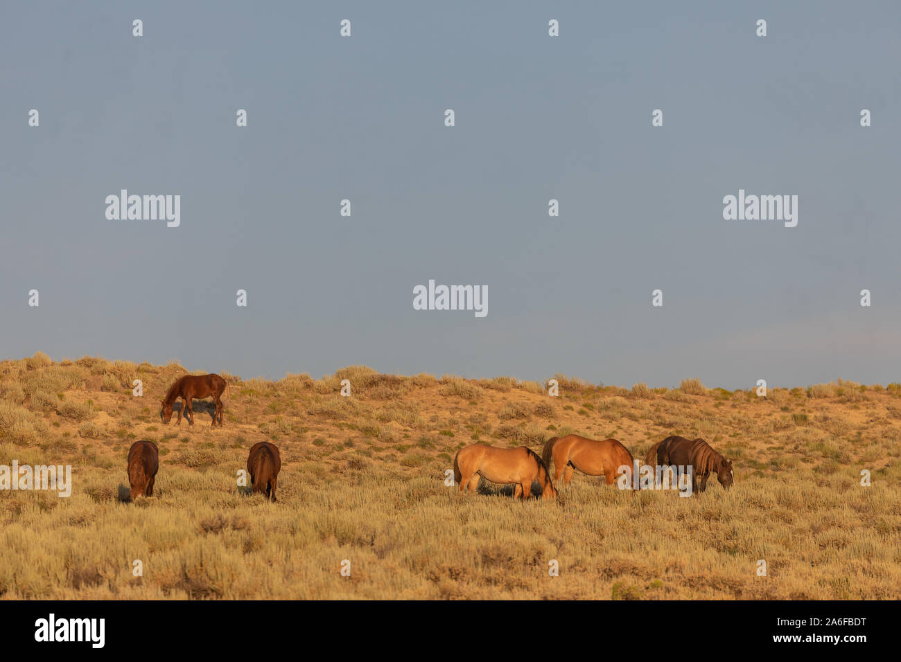 Wild horses in the Colorado High Desert Stock Photo - Alamy