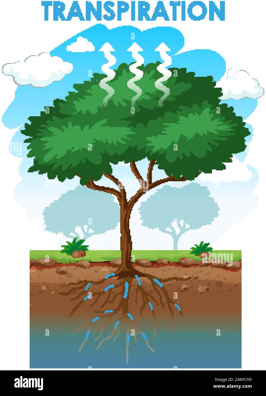 Diagram showing transpiration of tree illustration Stock Vector Image ...
