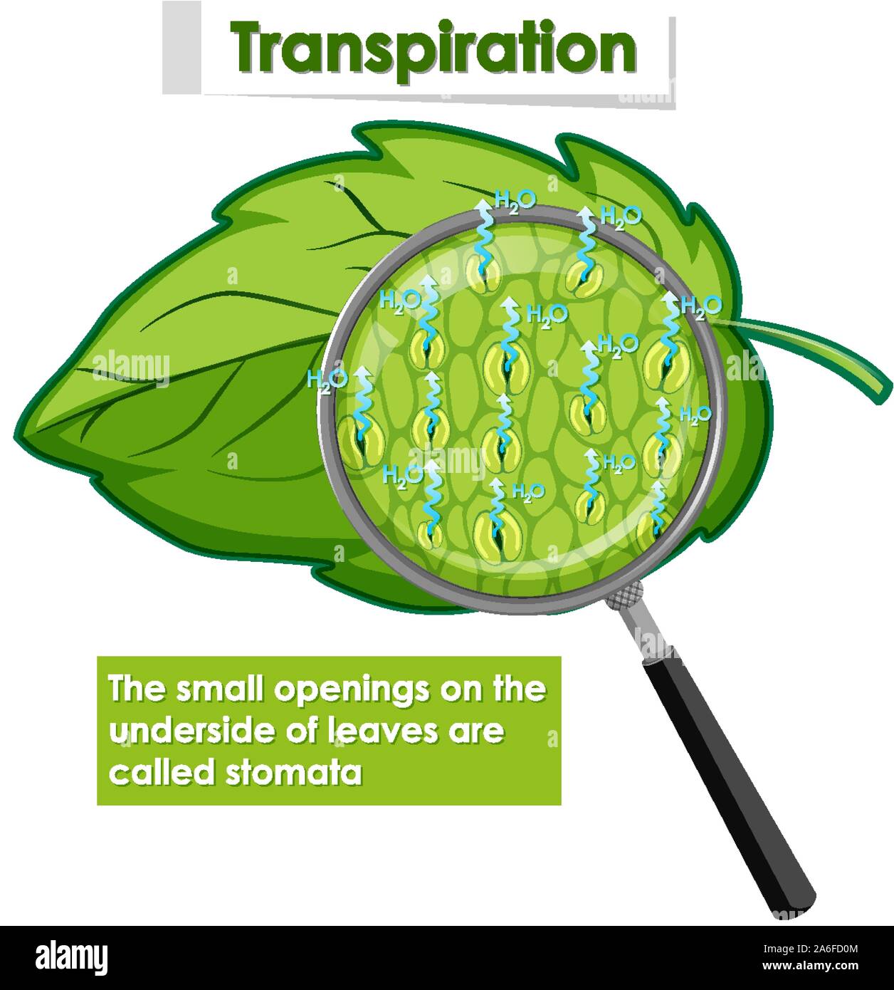Diagram showing transpiration in plant illustration Stock Vector Image ...