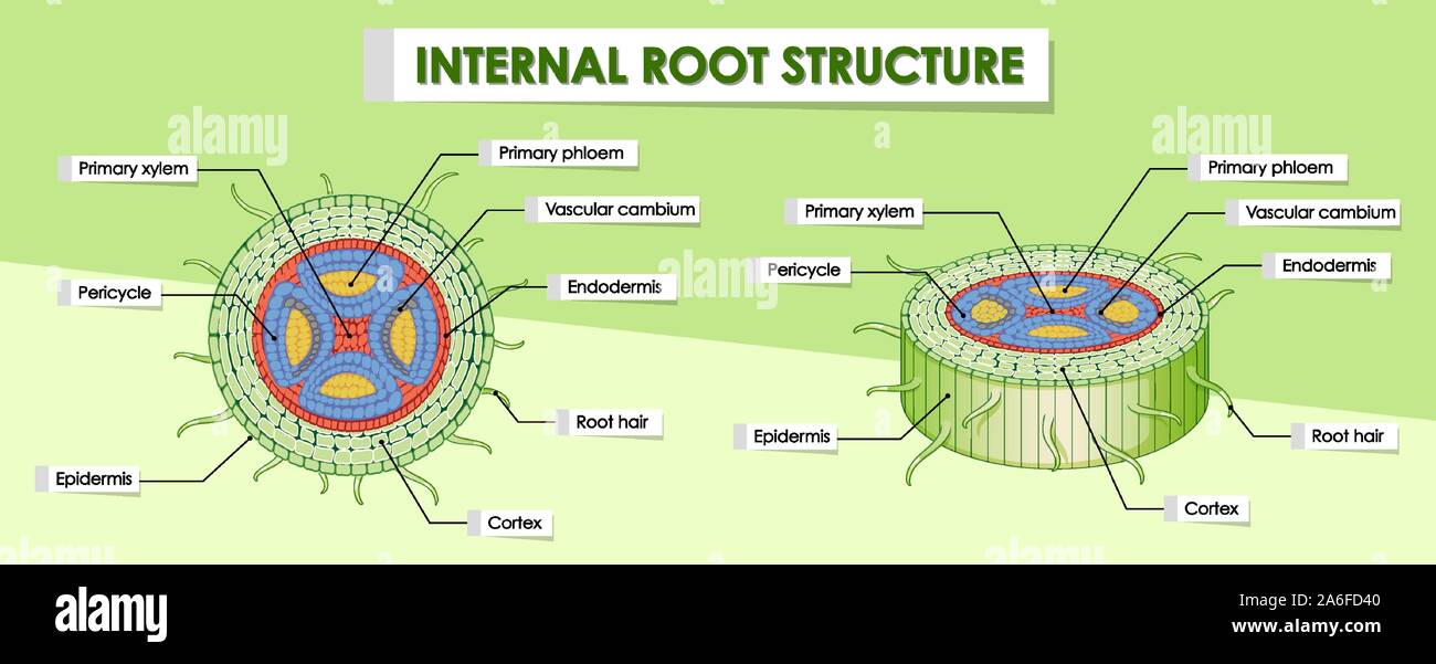 Diagram showing internal root structure illustration Stock Vector Image ...