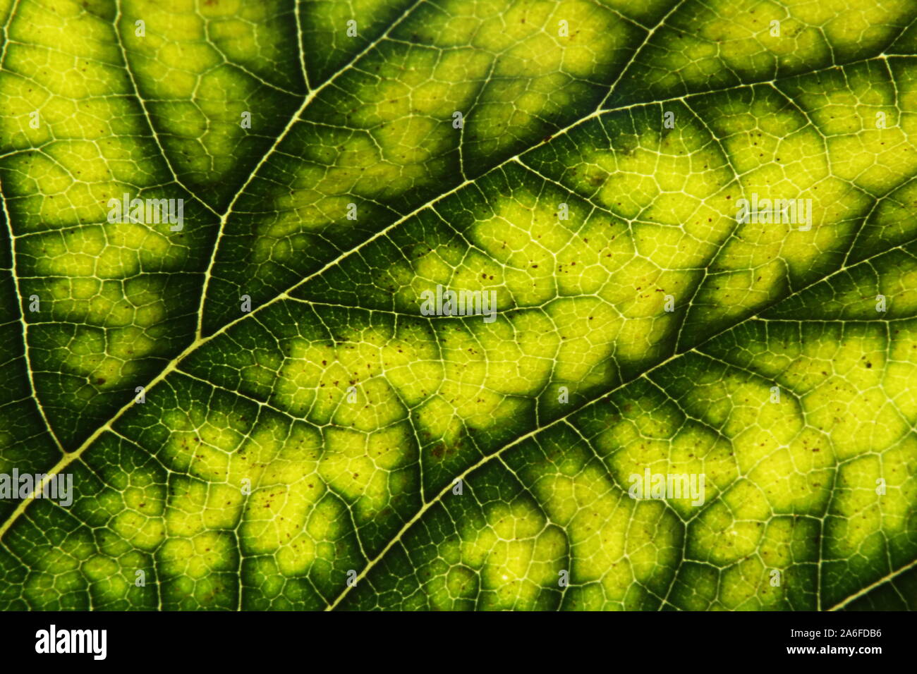 Moriculture hi-res stock photography and images - Alamy