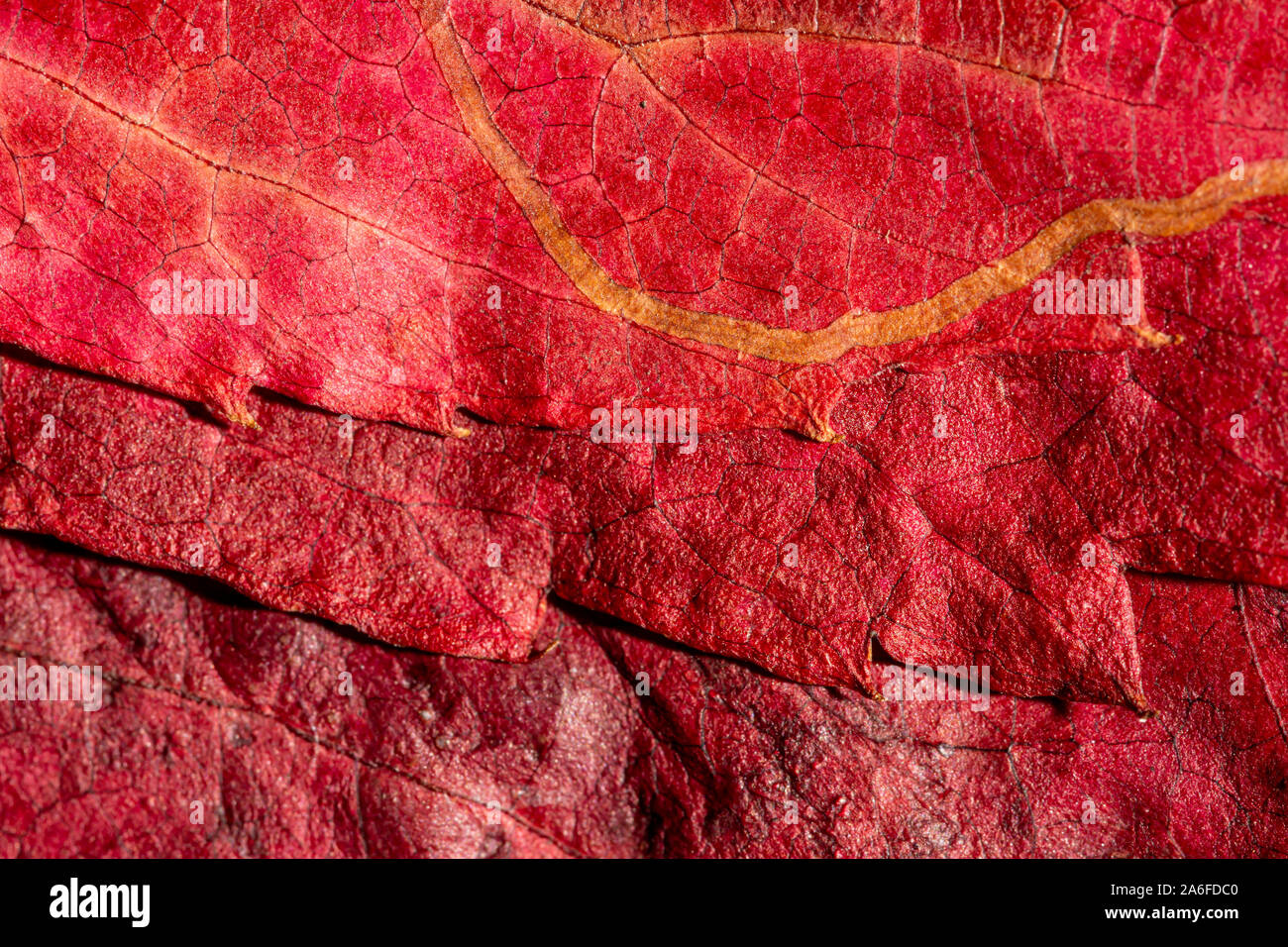 red leaf background, autumn red leaf texture backdrop Stock Photo - Alamy