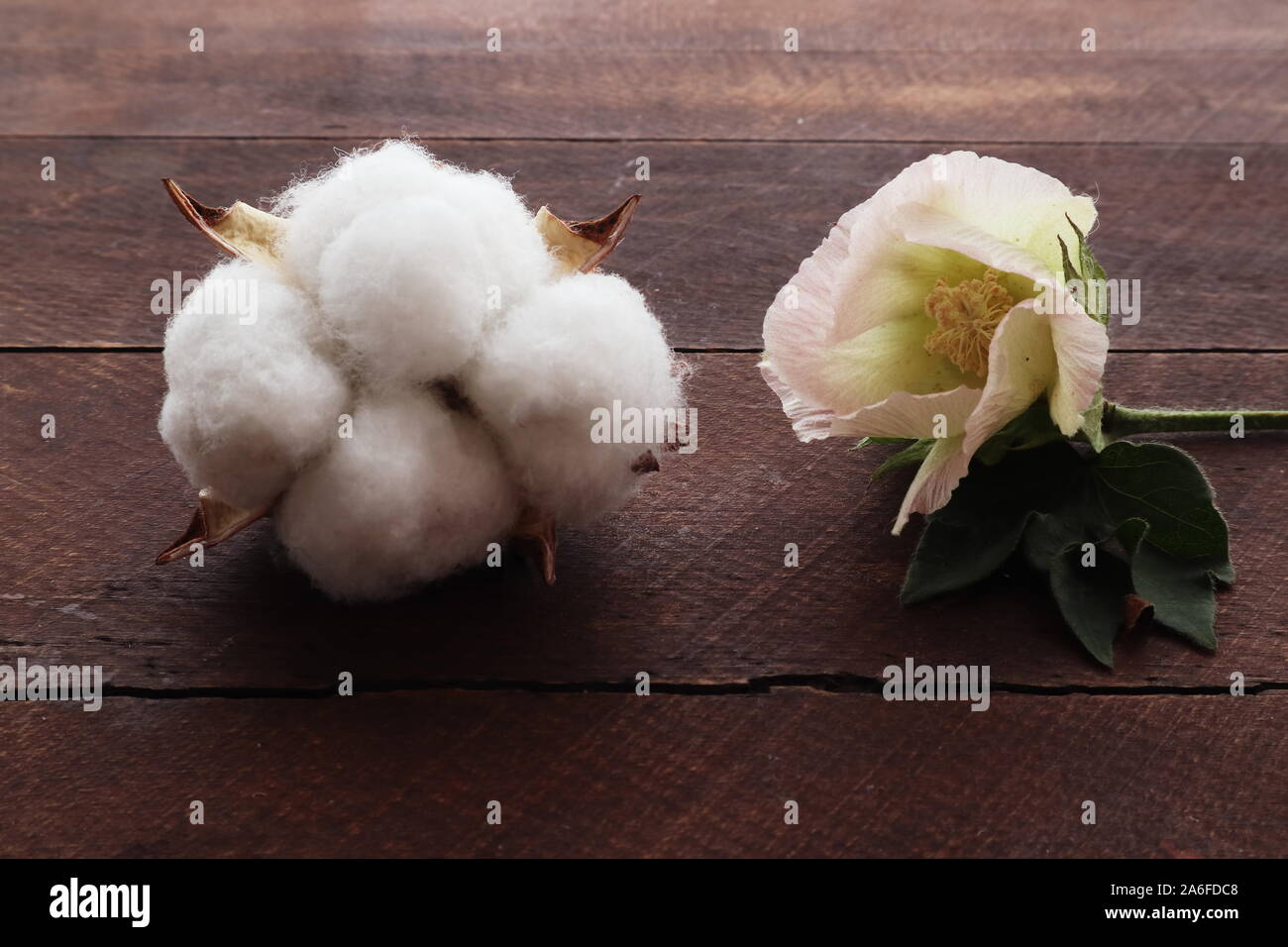fluffy white cotton boll and fresh creamy cotton flower with pink edged ...