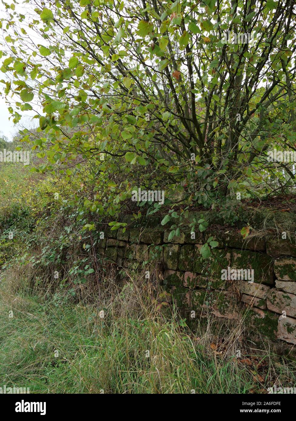 stone wall overgrown with a bush Stock Photo - Alamy