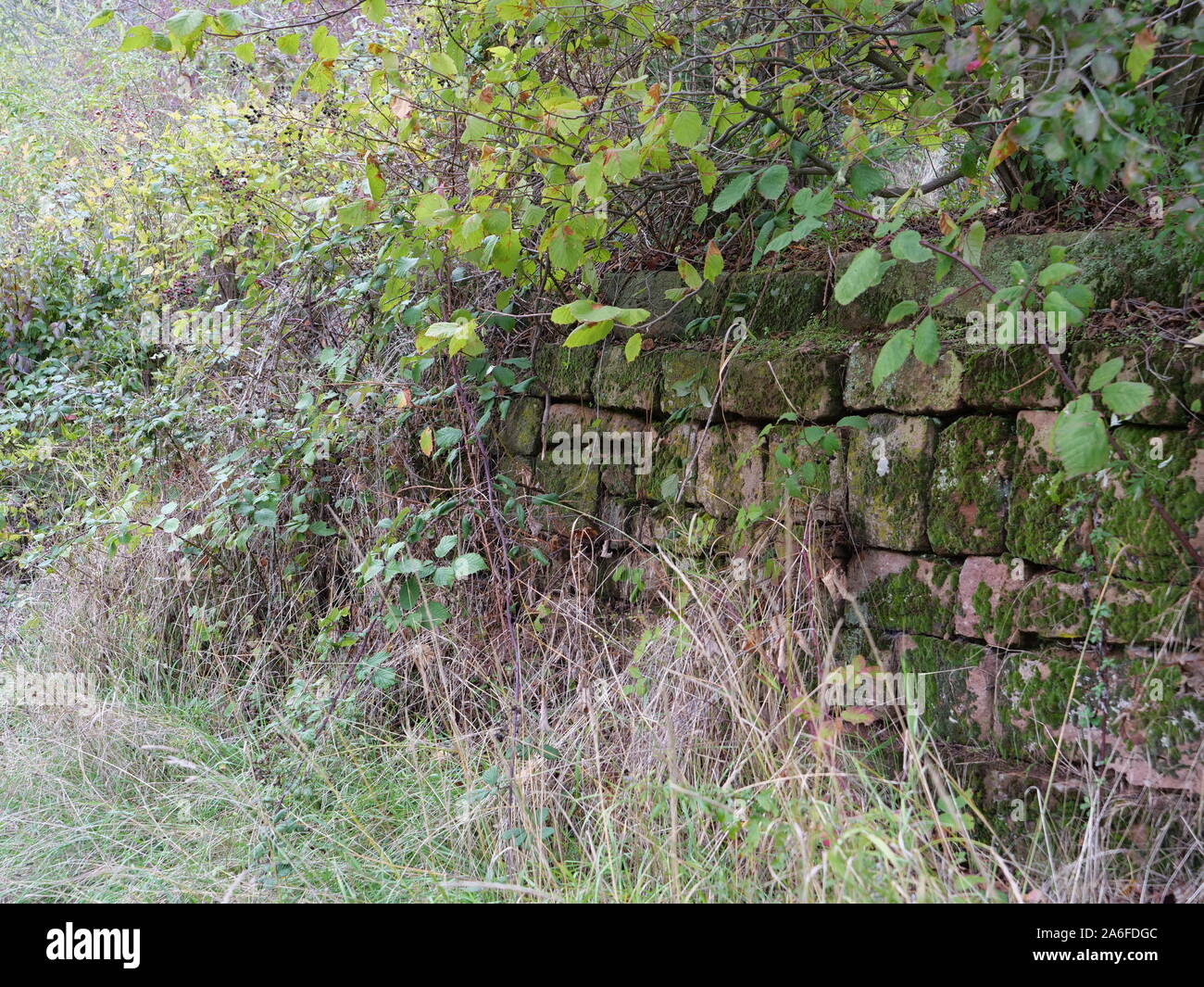 old stone wall overgrown with bushes and grass Stock Photo - Alamy
