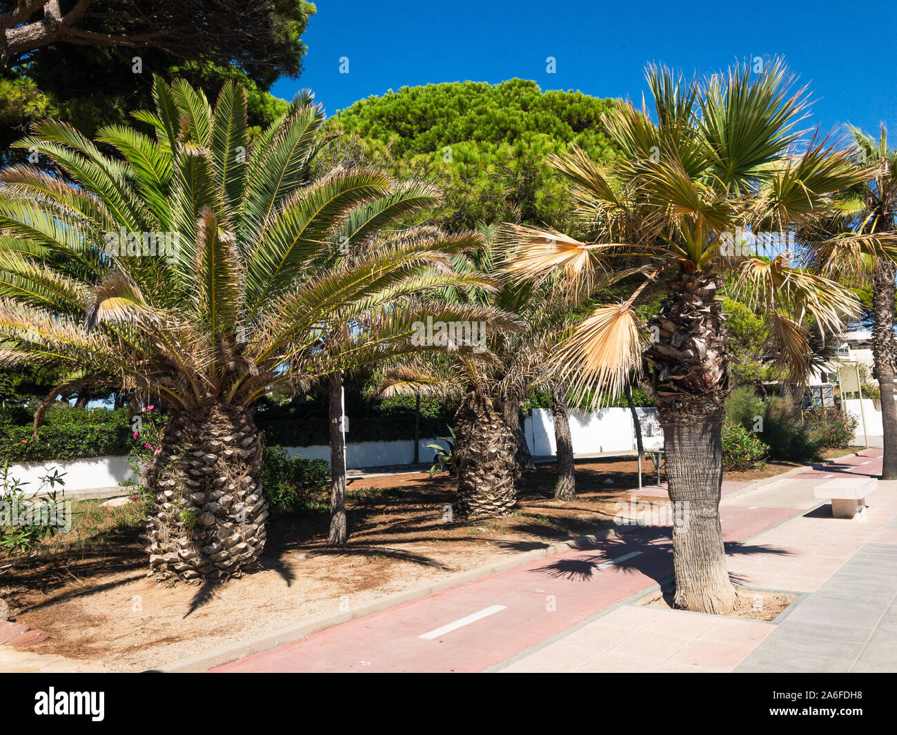 Palm tree in a courtyard hi-res stock photography and images - Alamy