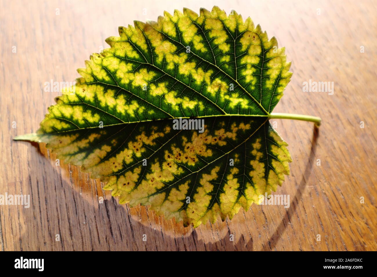 Example of iron chlorosis (iron deficiency) in mulberry (Morus alba ...