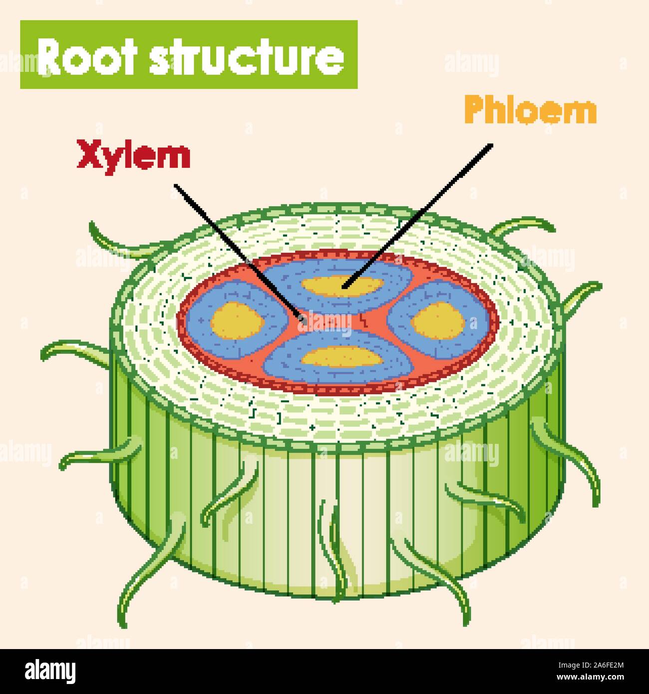Diagram showing root structure illustration Stock Vector Image & Art ...