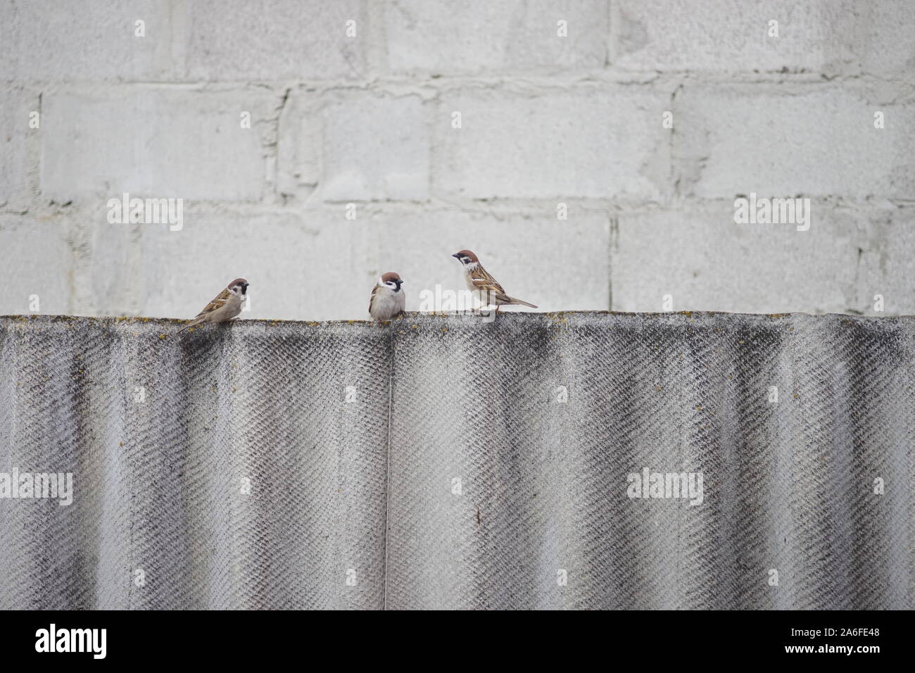 three sparrow birds sitting on the fence Stock Photo - Alamy