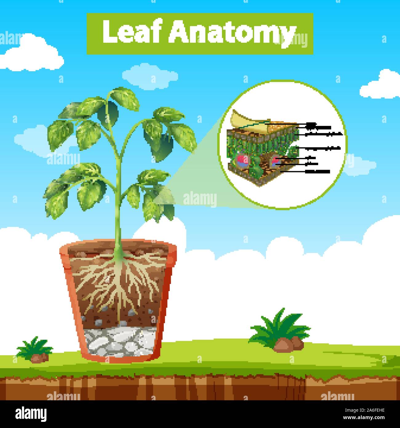 Diagram showing leaf anatomy illustration Stock Vector Image & Art - Alamy