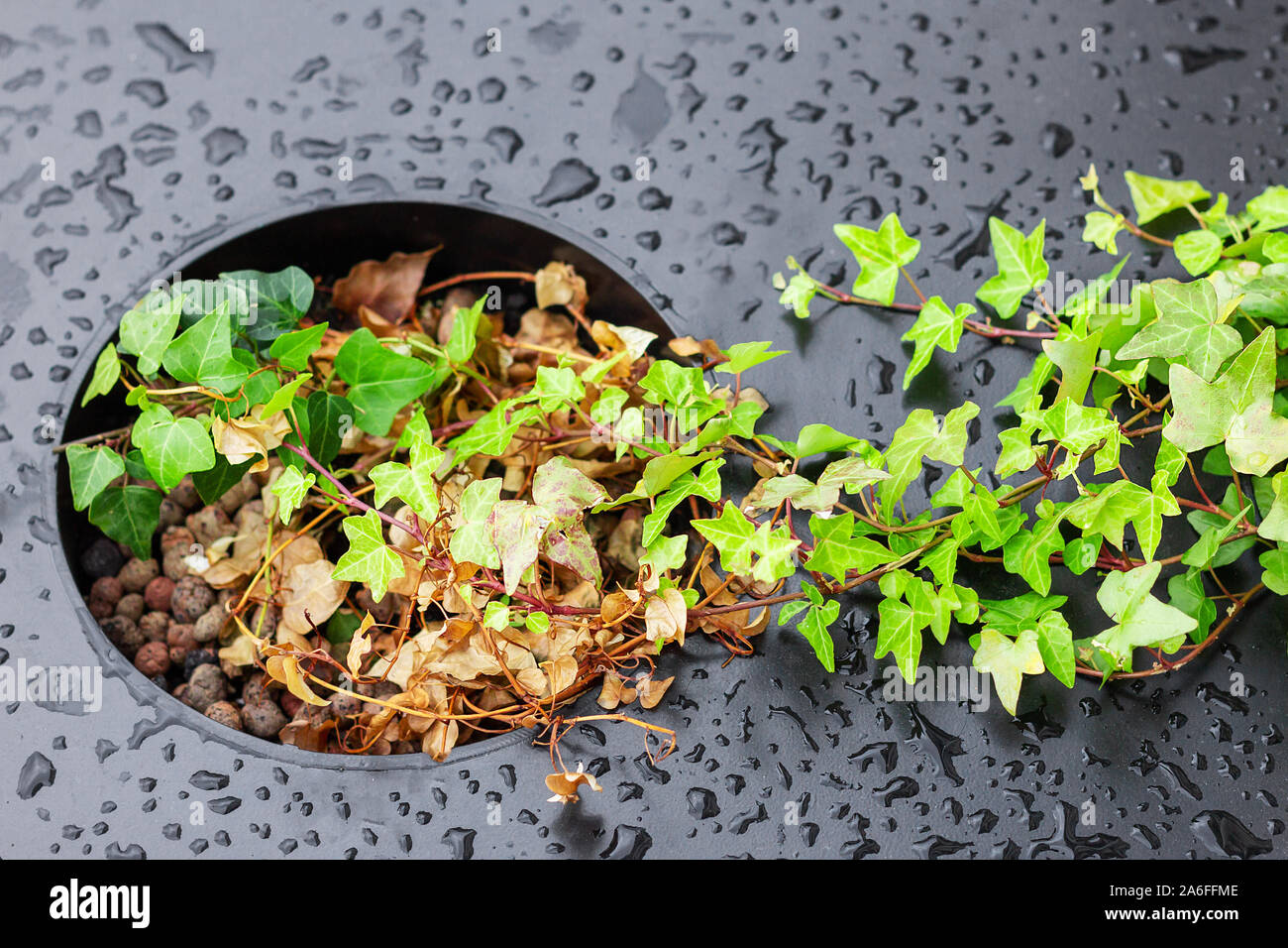 plant moisture background green textured pattern surface drop water ...