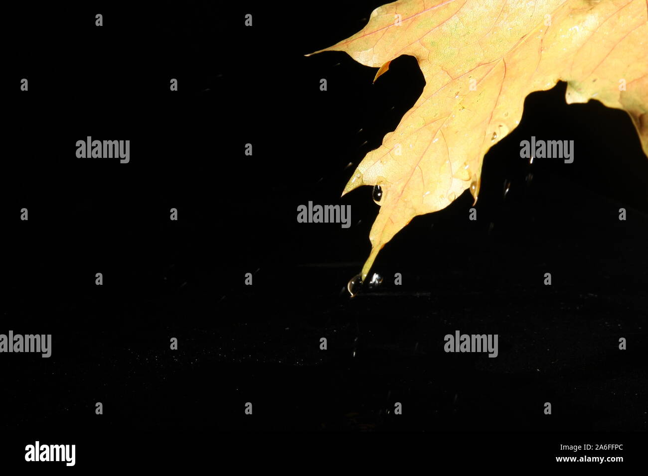 simple photos of autumn leaf in photo studio Stock Photo - Alamy