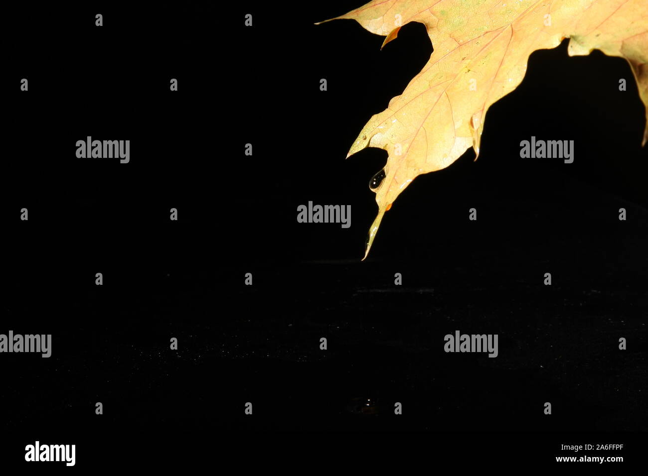simple photos of autumn leaf in photo studio Stock Photo - Alamy
