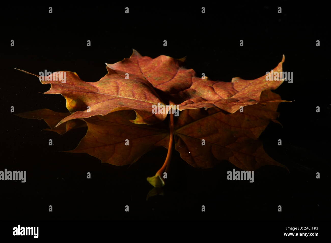 simple photos of autumn leaf in photo studio Stock Photo - Alamy