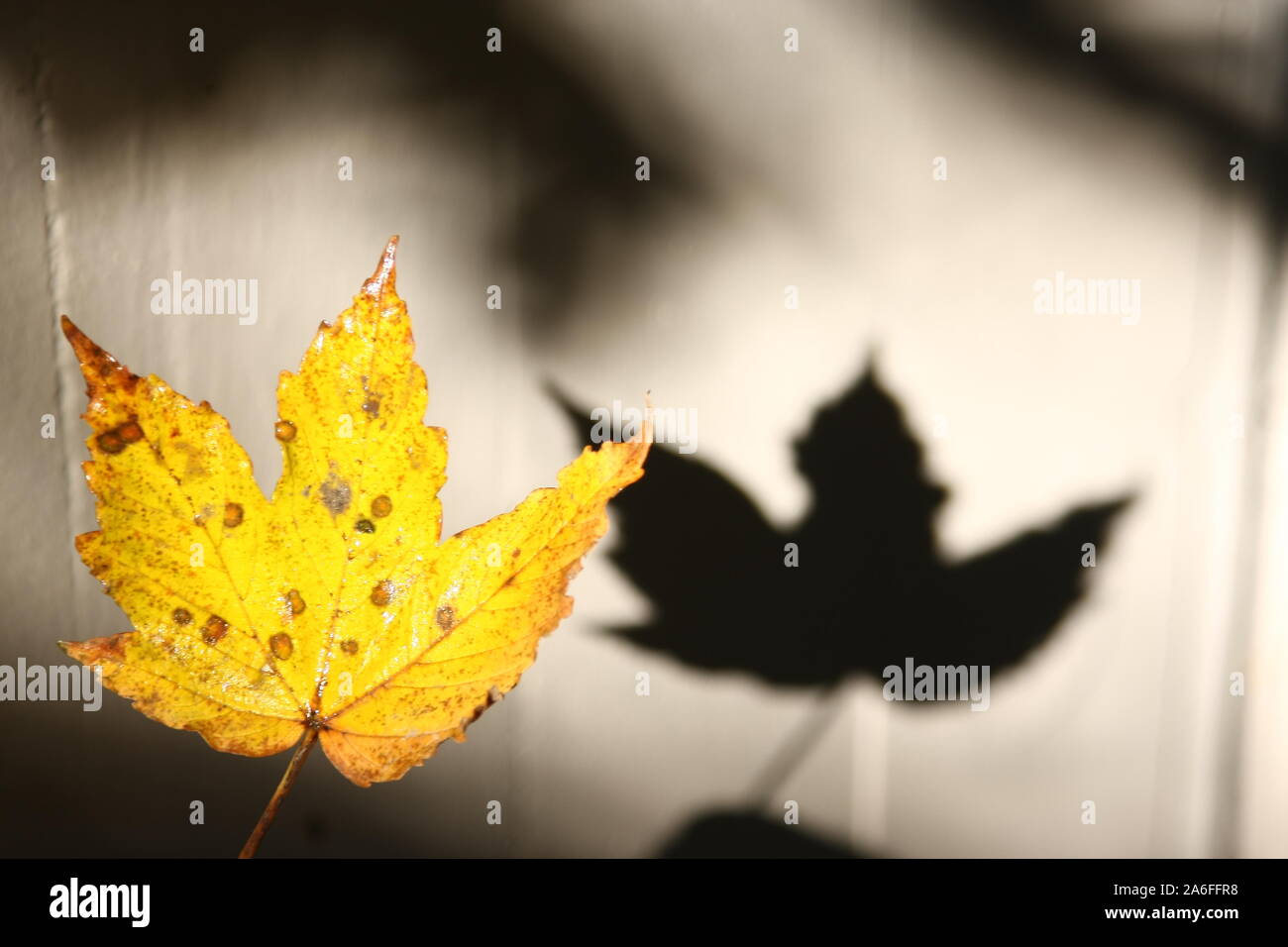 simple photos of autumn leaf in photo studio Stock Photo - Alamy