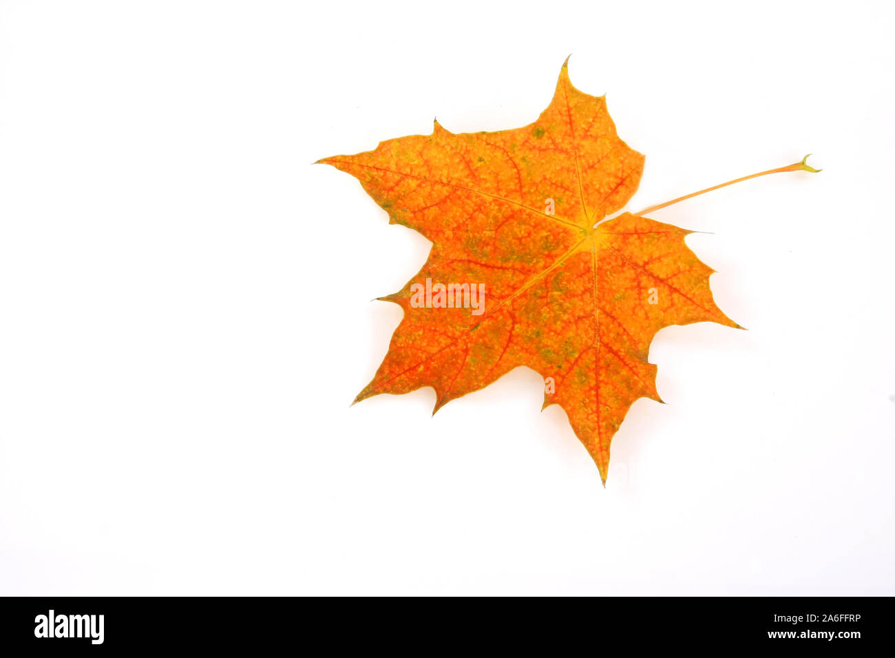 simple photos of autumn leaf in photo studio Stock Photo - Alamy