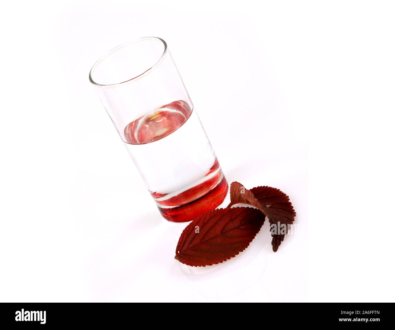 simple photos of autumn leaf in photo studio Stock Photo - Alamy