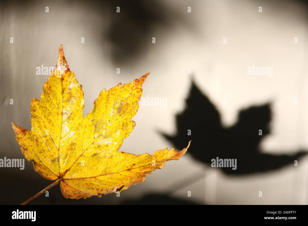 simple photos of autumn leaf in photo studio Stock Photo - Alamy