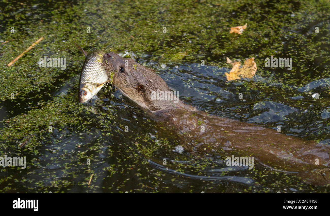 Wild European Otter with prey Stock Photo - Alamy