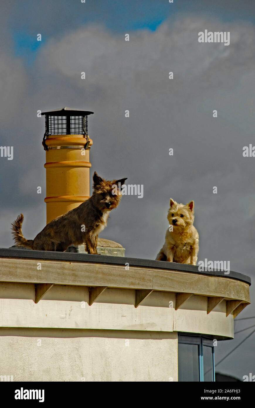 Scotties hi-res stock photography and images - Alamy