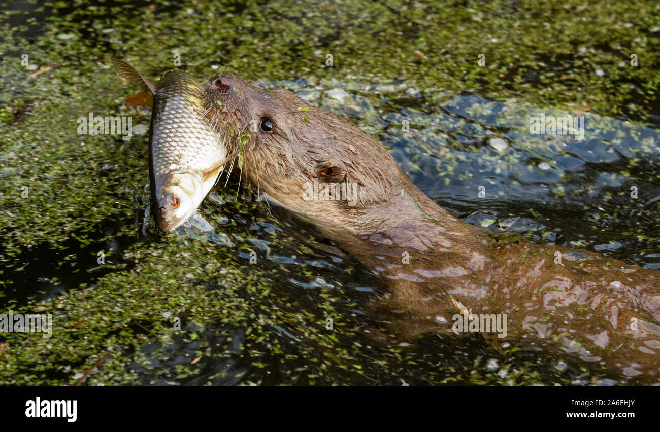 Otter with fish in the wild Stock Photo - Alamy