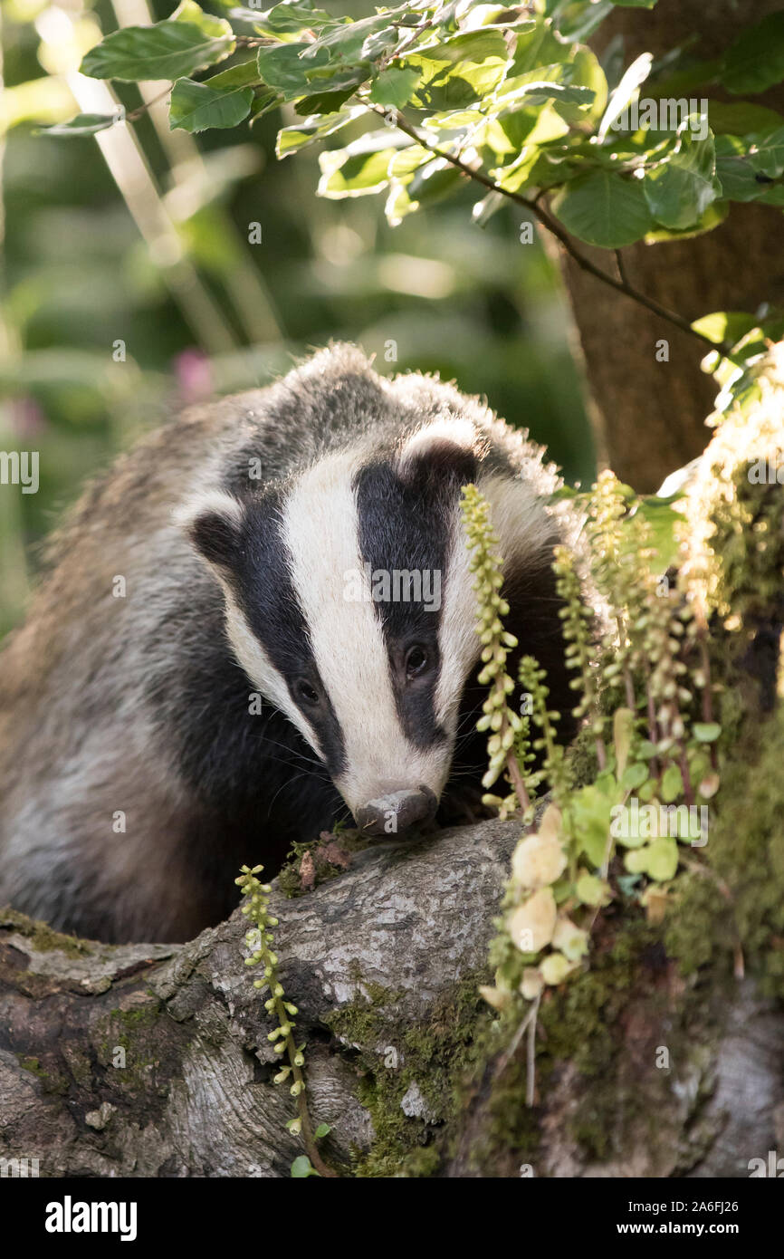 Wild Badger in woodland setting Stock Photo - Alamy