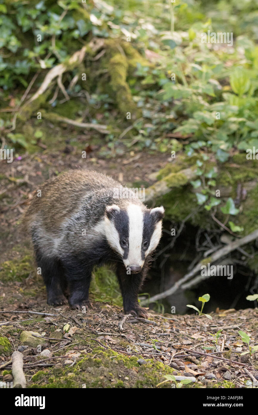 Badger hide hi-res stock photography and images - Alamy