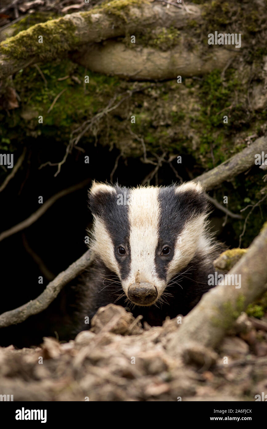 Badger hide hi-res stock photography and images - Alamy