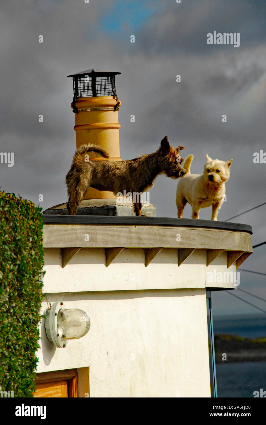 Two Scottie dogs on a roof Stock Photo - Alamy