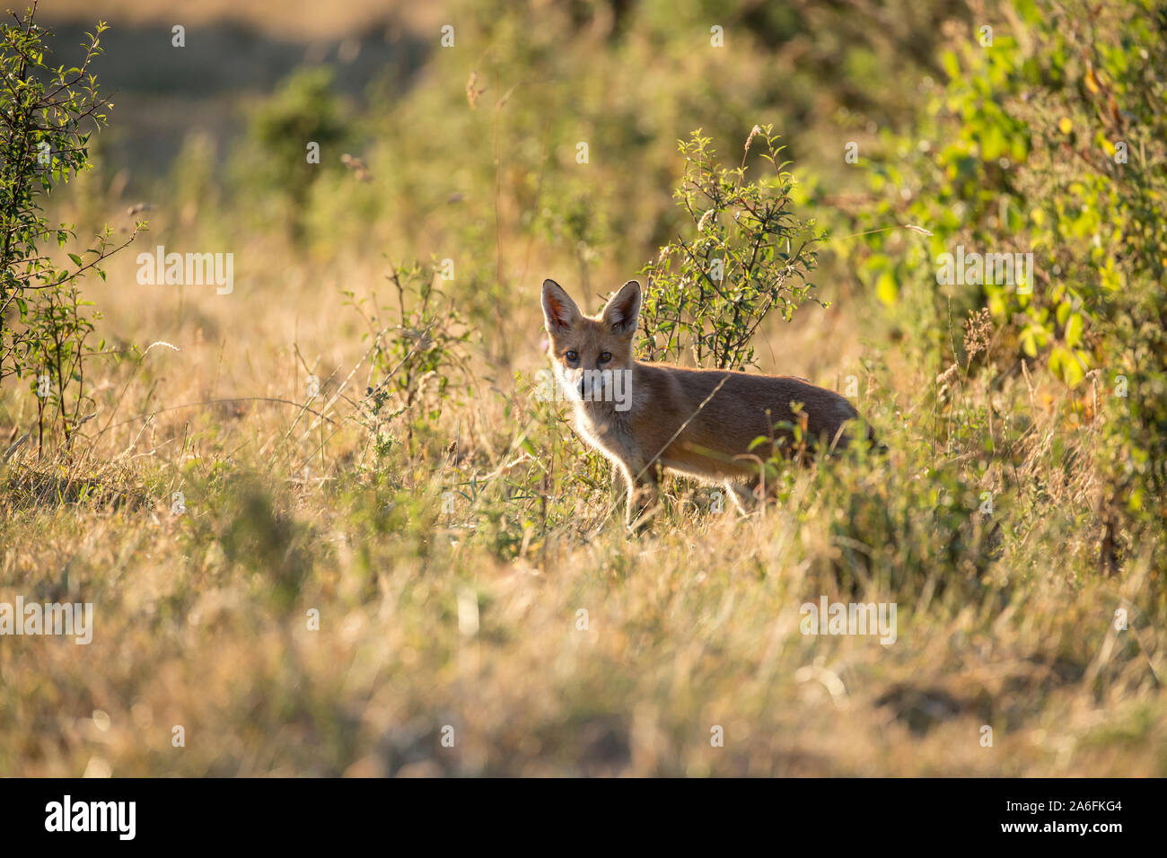 Young red fox in hi-res stock photography and images - Alamy