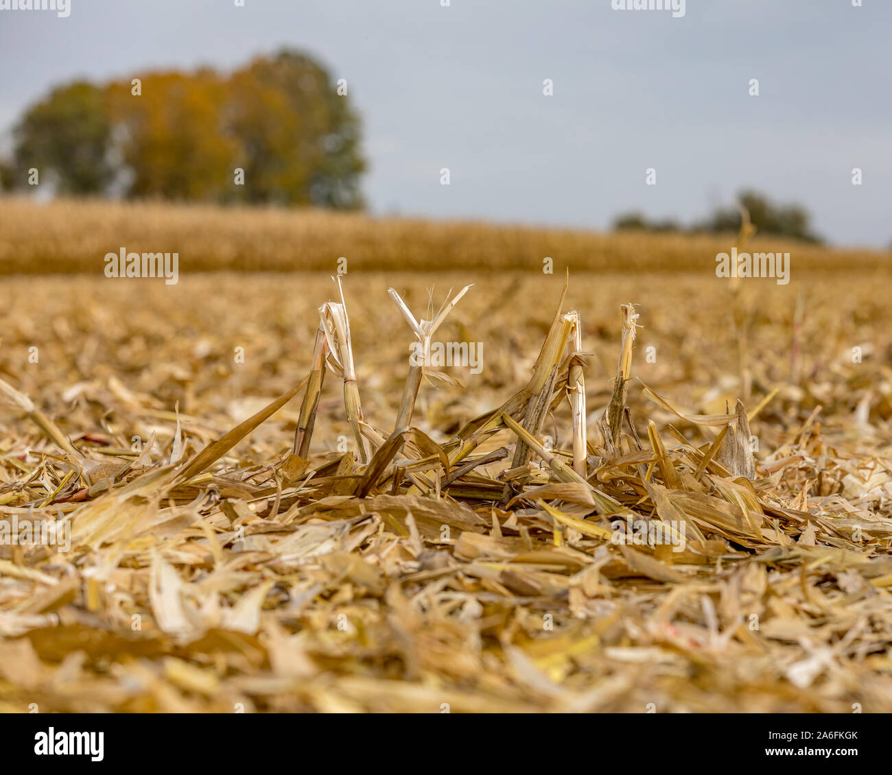 Cornfield after corn harvest with cornstalks, debris, stubble and trash ...